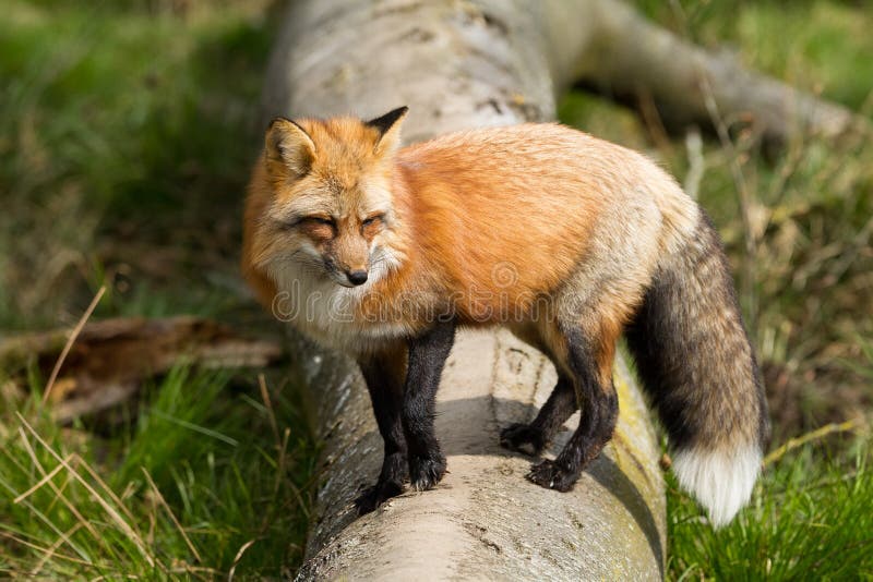 Red fox in the forest stock photo. Image of baby, park - 163754154