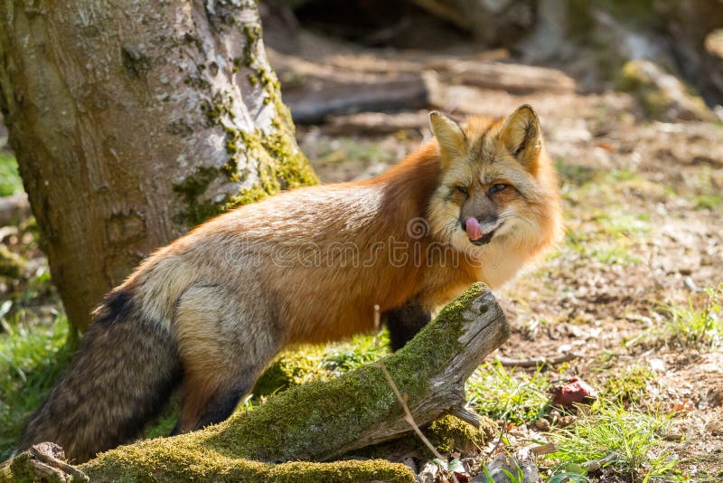 Red fox in the forest stock photo. Image of park, mammal - 163754426