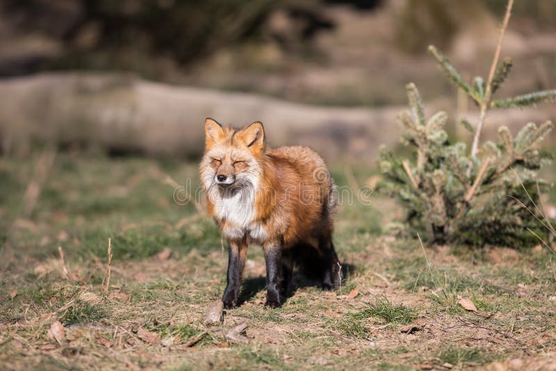 Red fox in the forest stock image. Image of close, mammal - 163756465