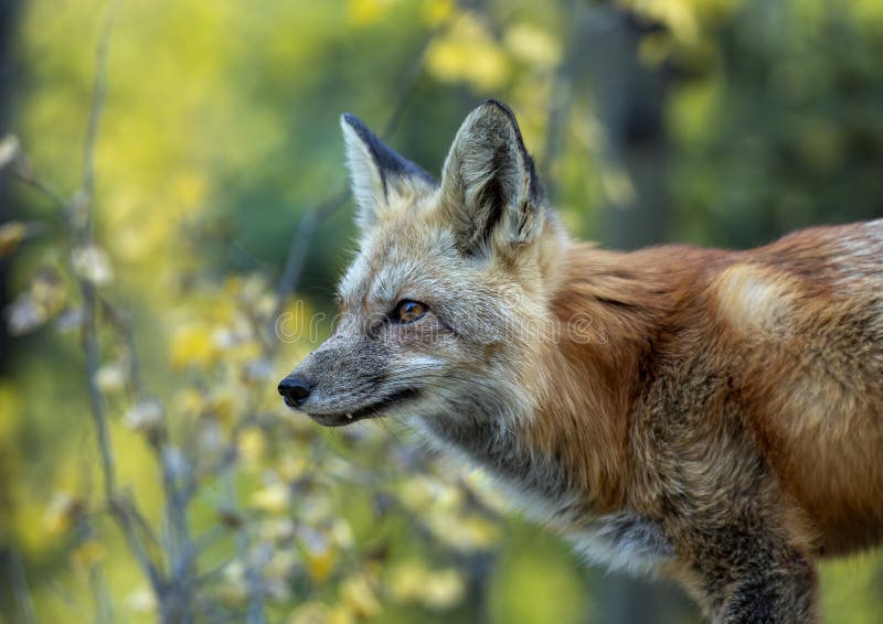 Red Fox in a Forest on a Sunny Day in Summer Stock Photo - Image of ...