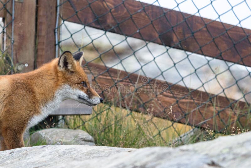 Red Fox in Front of Mesh Fence Stock Image - Image of hunt, lonely ...