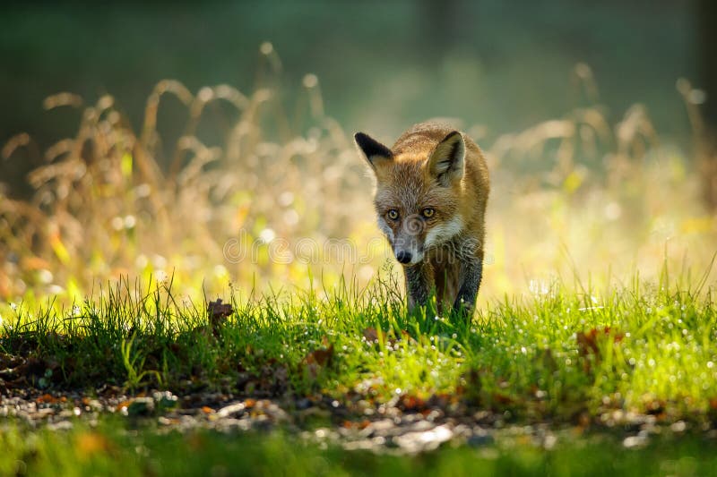 Red Fox from Front View in Autumn Backlight Stock Image - Image of ...