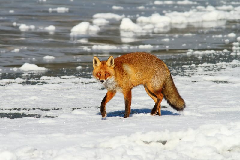Red fox on frozen water stock photo. Image of frozen - 65932064