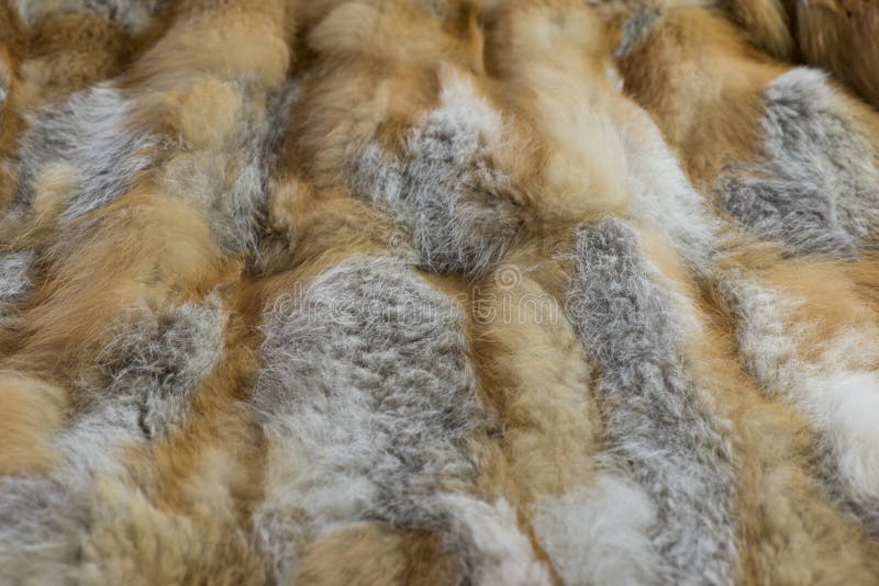 Red Fox Fur Background in Various Colors Stock Photo - Image of cold ...