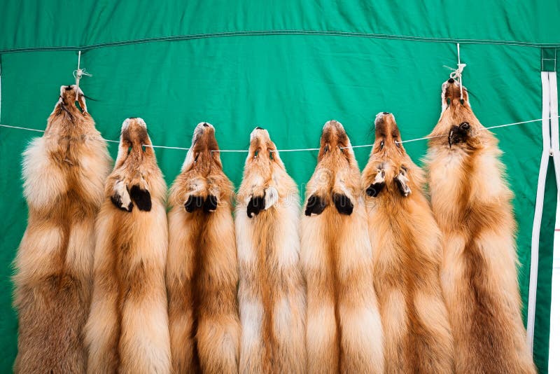 Red fox fur stock image. Image of fell, hang, backdrop - 50583337