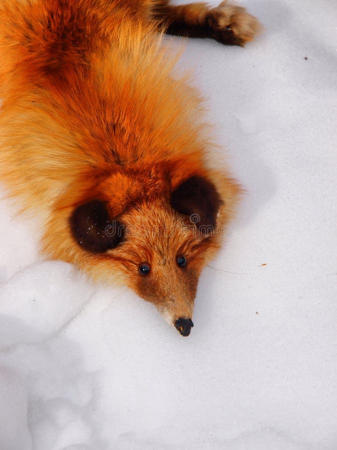 Red fox fur pelt stock photo. Image of beautiful, predator - 13720912
