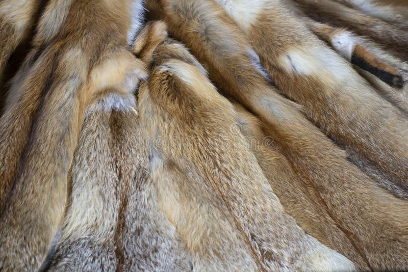 Red fox fur. Pile of fur stock image. Image of nice - 200850509