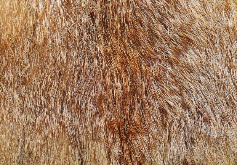 Red fox fur. stock photo. Image of black, furry, beautiful - 80704258