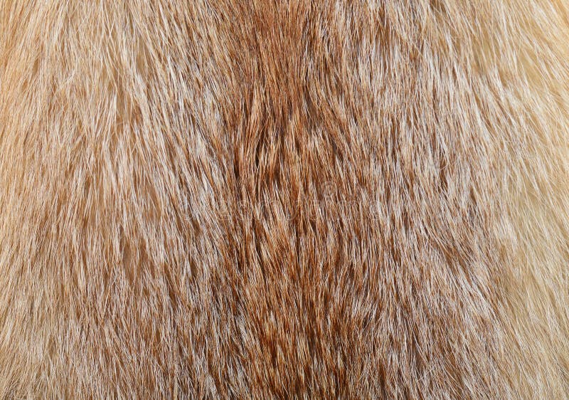 Red fox fur. stock photo. Image of texture, wild, closeup - 80705046
