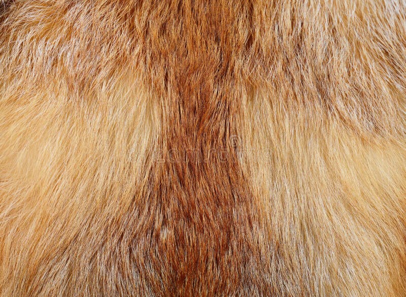 Red fox fur. stock photo. Image of fashion, design, hair - 80705062