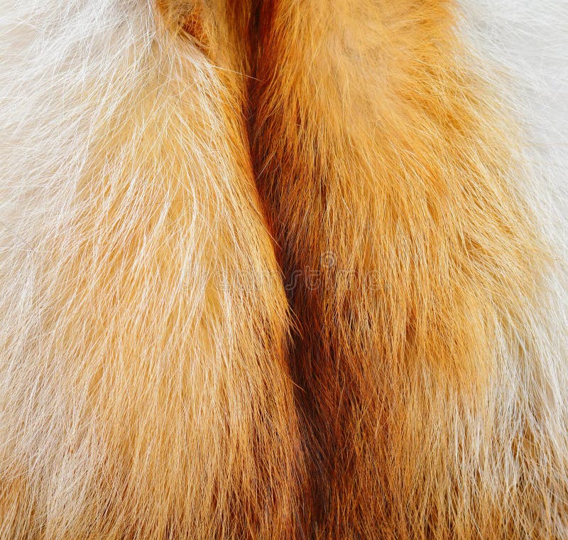 Red fox fur. stock image. Image of detail, hair, closeup - 80705129
