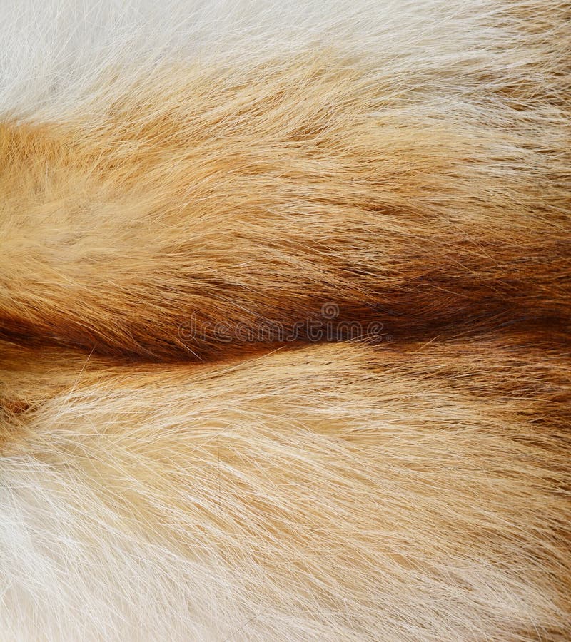 Red fox fur. stock image. Image of background, decor - 80705249