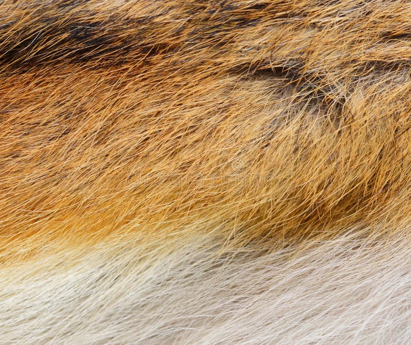 Red fox fur. stock photo. Image of detail, decor, pattern - 80705680
