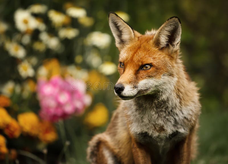 Red Fox in the Garden with Flowers Stock Photo - Image of head, mammal ...
