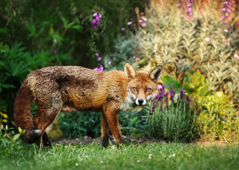 Red Fox in the Garden with Flowers Stock Image - Image of cute, close ...