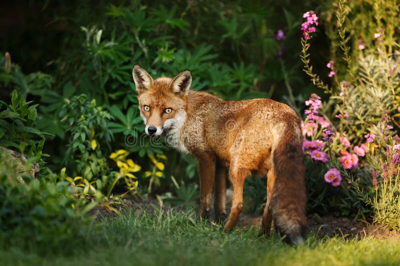 Red Fox in the Garden with Flowers Stock Photo - Image of face, funny ...