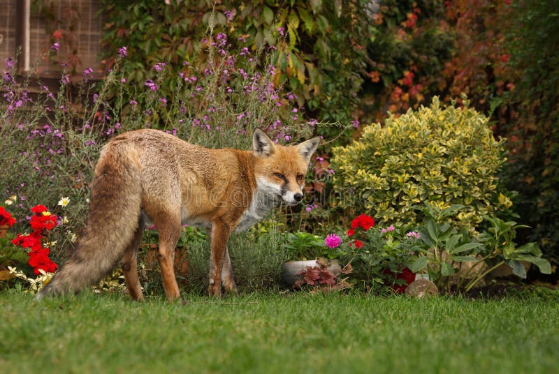 Red Fox in the Garden with Flowers Stock Image - Image of cute, outdoor ...