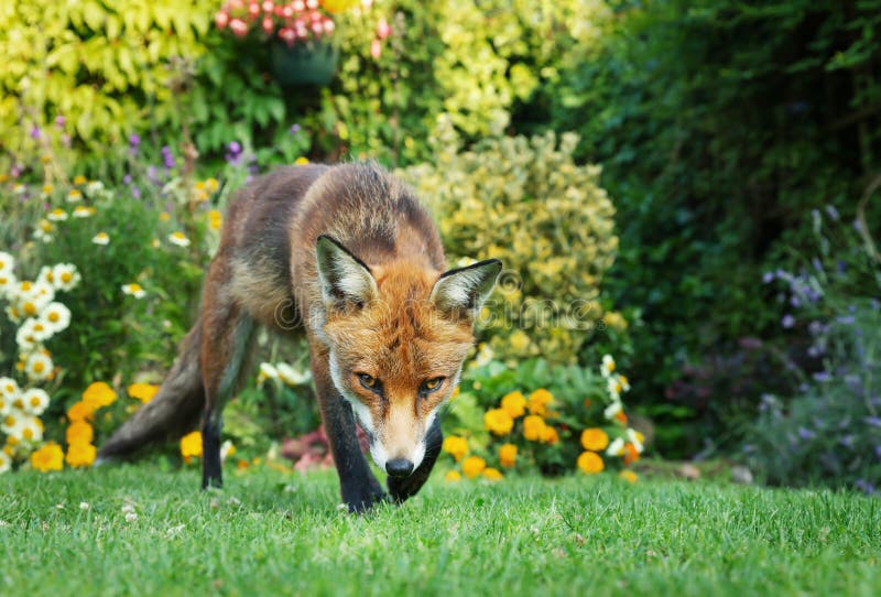 Red Fox in the Garden with Flowers Stock Image - Image of cute, green ...