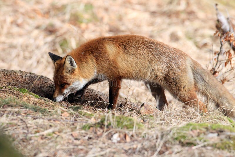 Red Fox (Vulpes Vulpes)Germany Stock Photo - Image of wildlife ...