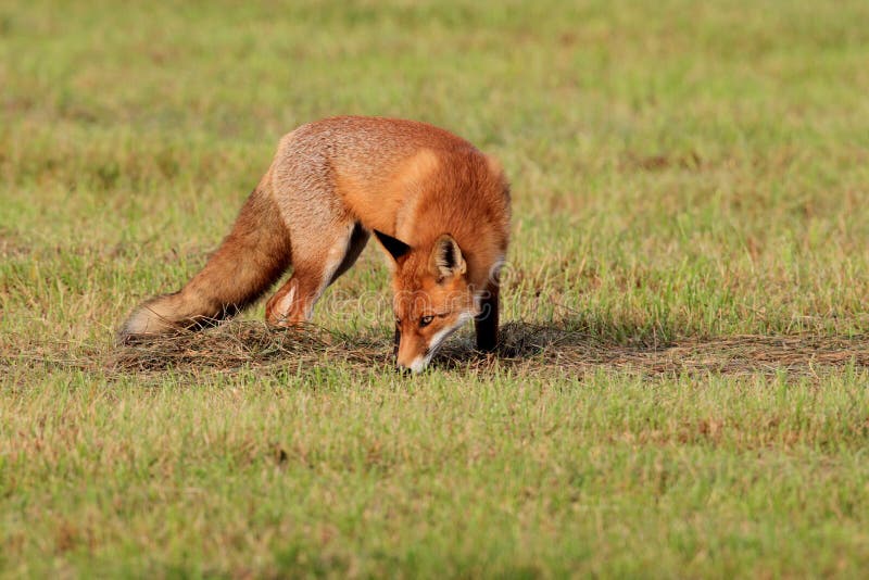 Red Fox (Vulpes Vulpes)Germany Stock Image - Image of nature, mammals ...
