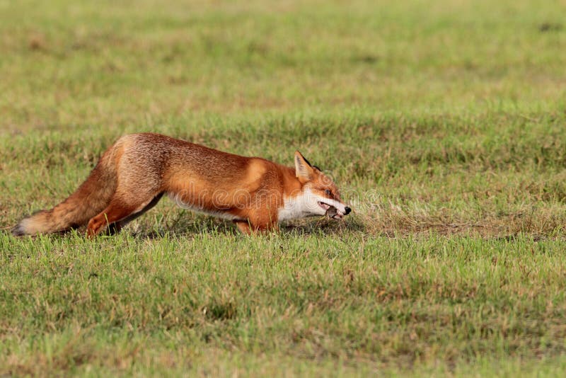 Red Fox (Vulpes Vulpes)Germany Stock Image - Image of mammal, animals ...