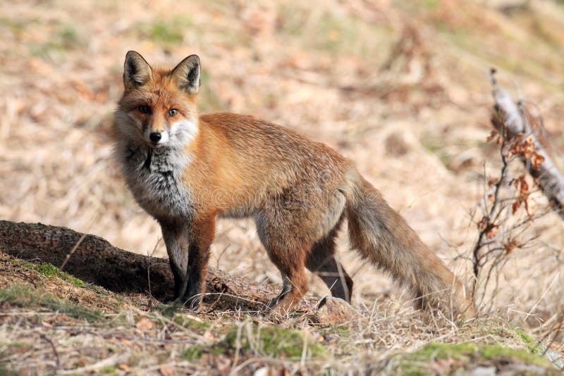 Red Fox (Vulpes Vulpes)Germany Stock Photo - Image of nature ...