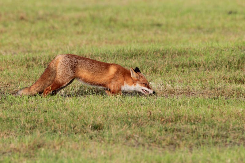 Red Fox (Vulpes Vulpes)Germany Stock Image - Image of horizontal, skip ...