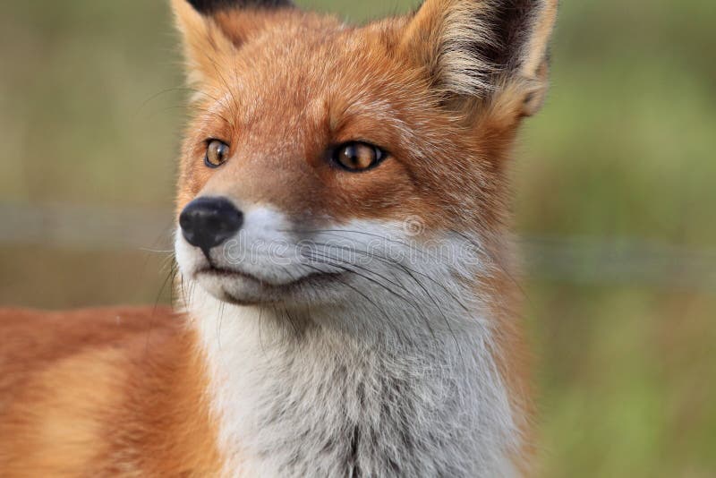 Red Fox (Vulpes Vulpes)Germany Stock Image - Image of adorable, mammals ...