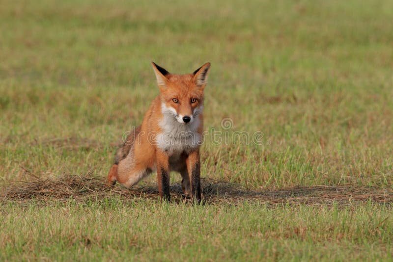 Red Fox (Vulpes Vulpes)Germany Stock Photo - Image of hitchhiking, skip ...
