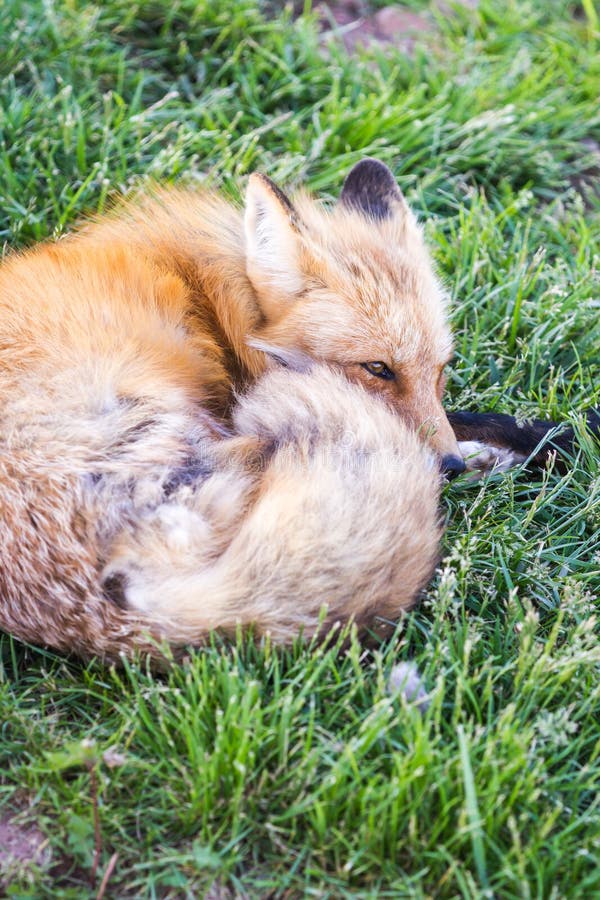 Red Fox Laying In The Grass Stock Photo - Image of furry, carnivore ...