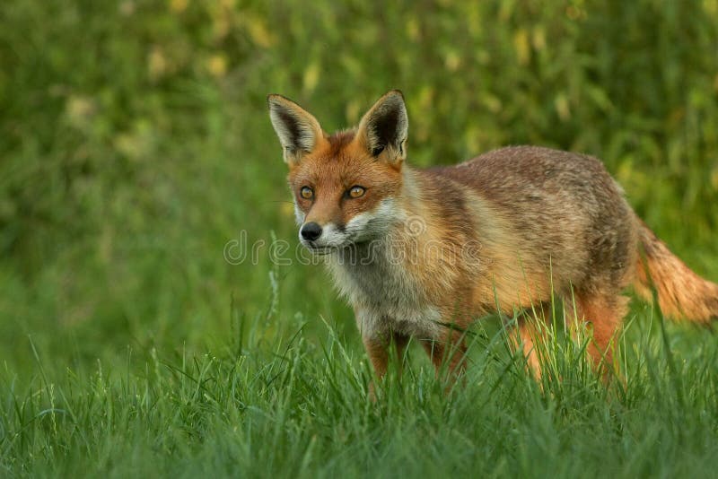 Red fox on the green lawn stock photo. Image of grass - 258707148
