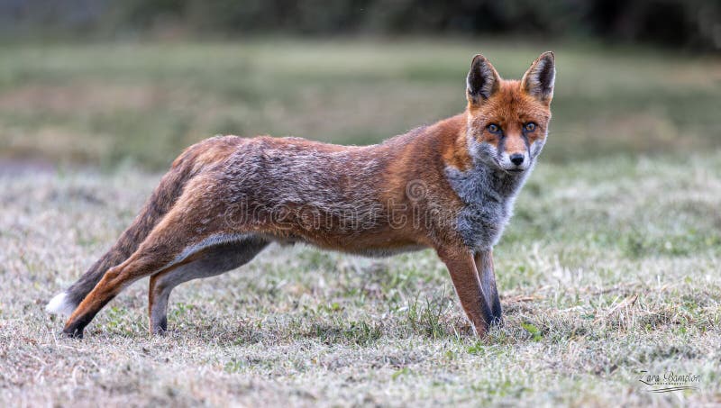 Red Foxes Having a Stretch in the Grass Stock Photo - Image of view ...
