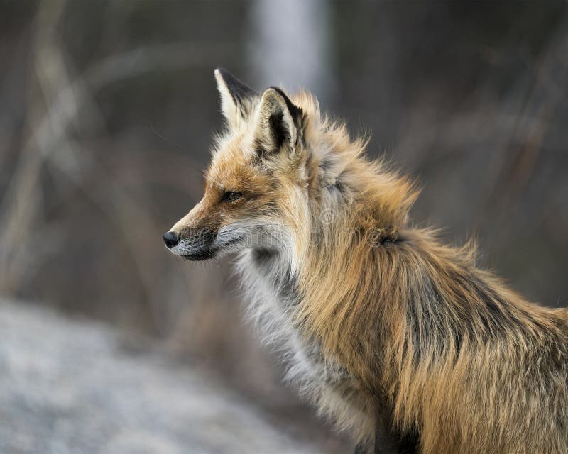 1,024 Fox Side View Photos - Free & Royalty-Free Stock Photos from ... 1,024 Fox Side View Photos - Free & Royalty-Free Stock Photos from ...