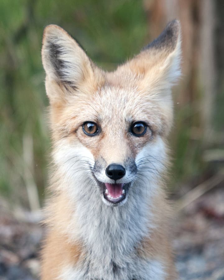Red Fox with Bokeh Background. Head Close-up Profile View. Portrait ...