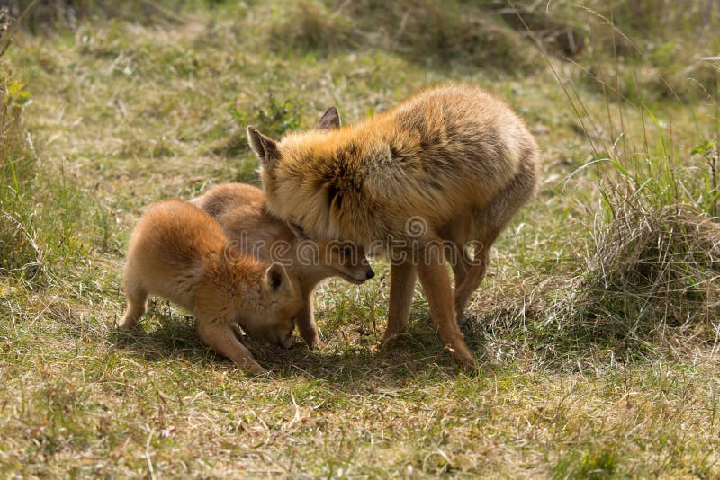 Red fox cubs stock image. Image of spring, explore, stare - 31476431