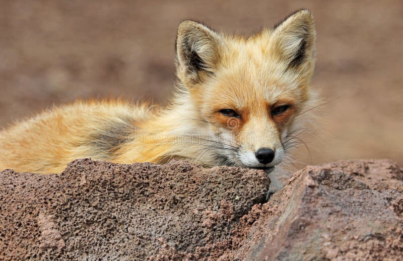 Fox hiding stock photo. Image of look, blades, invigilating - 3760858