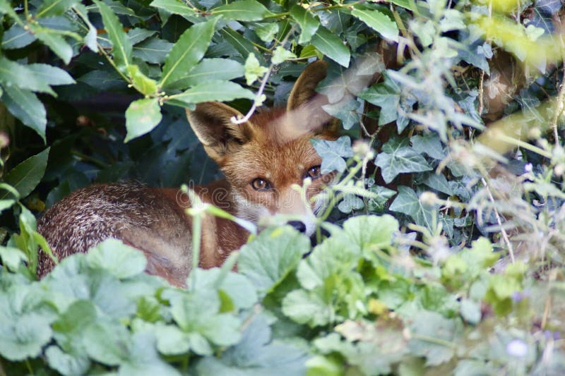 Red fox hiding in bushes stock image. Image of foxcubs - 287566403