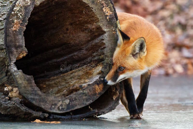 Red Fox Hollow Log stock photo. Image of predator, stalking - 69611250