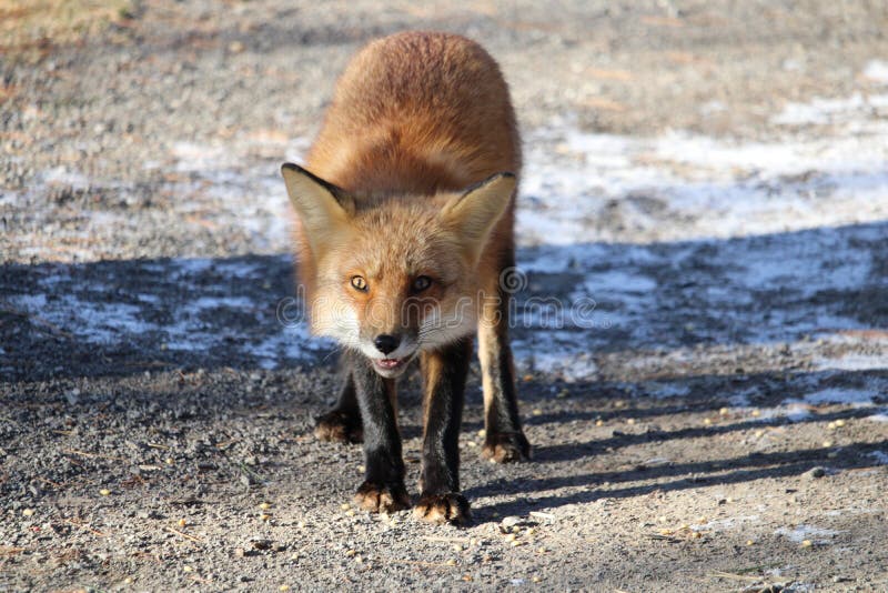 A Red Fox on the Hunt stock image. Image of hemisphere - 235980007