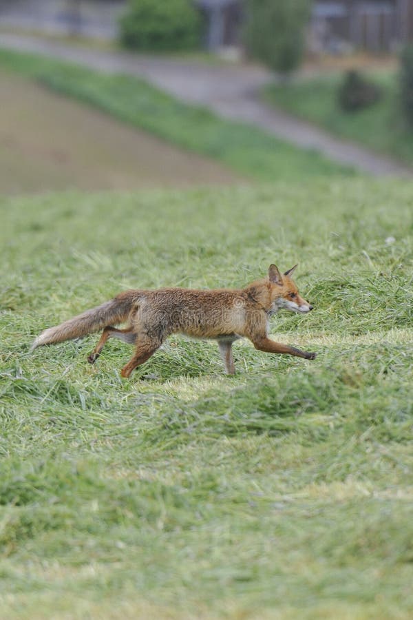 Red fox stock image. Image of dunes, wildlife, white - 40708165