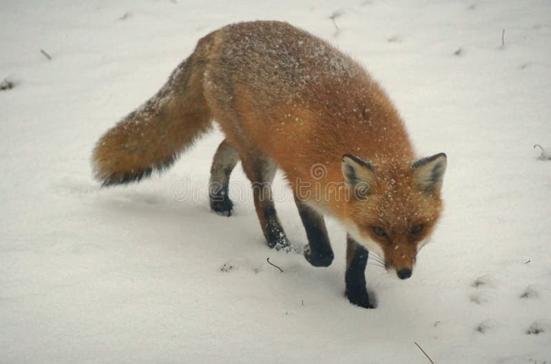 A Red Fox Hunting for Food and Walking on the Snow Stock Image - Image ...