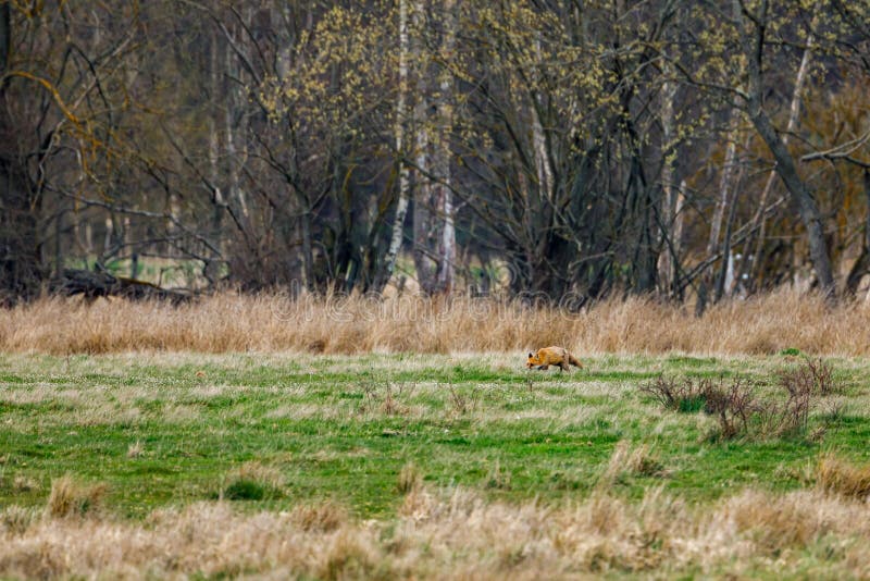Red fox is hunting geese stock photo. Image of pond - 215746164