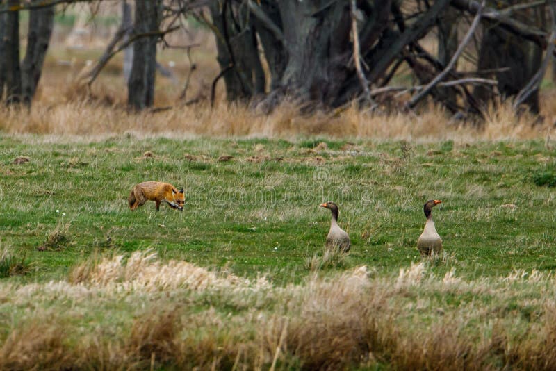 Red fox is hunting geese stock image. Image of vulpes - 215746533