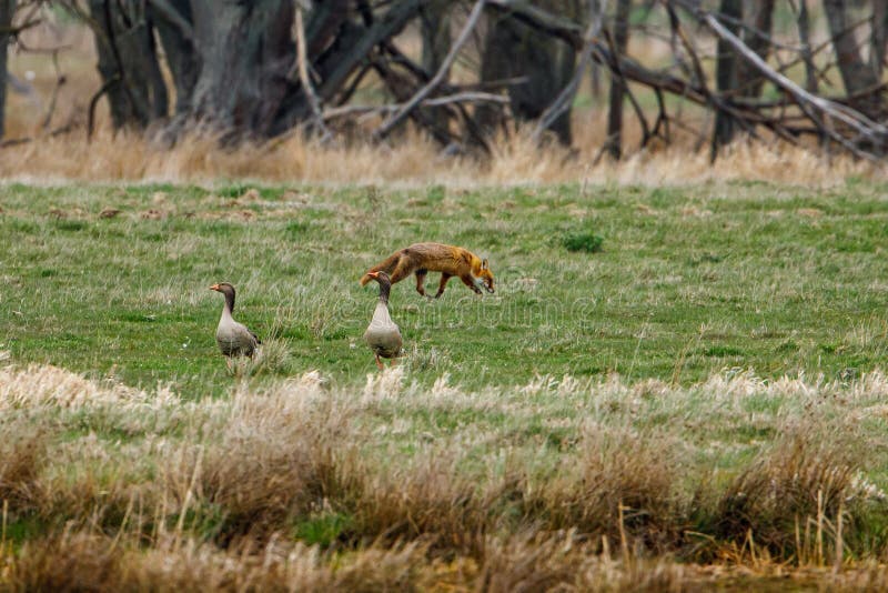 Red fox is hunting geese stock image. Image of fowl - 215746929