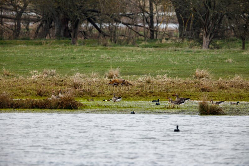 Red fox is hunting geese stock image. Image of mammal - 215748789