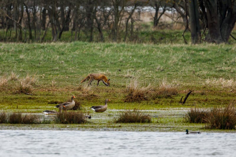Red fox is hunting geese stock image. Image of white - 215749061