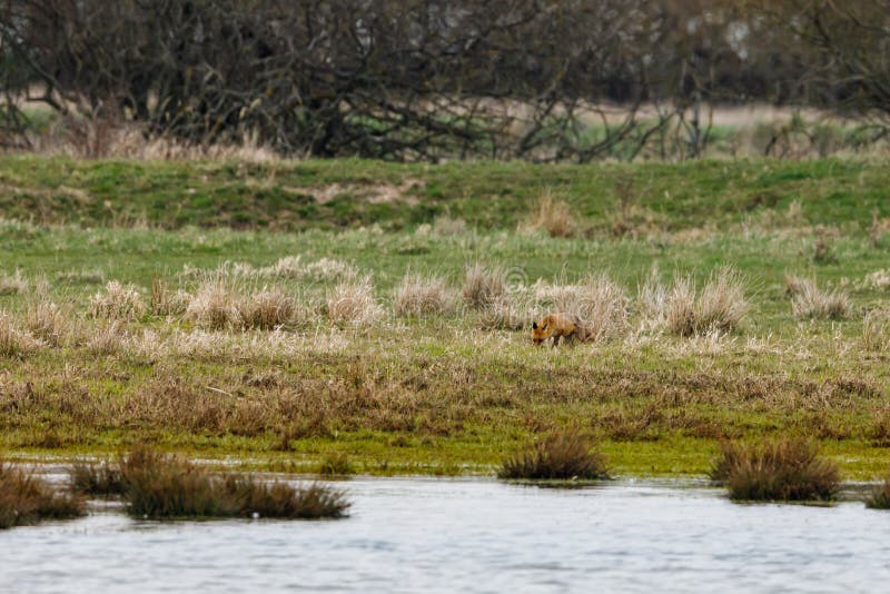 Red fox is hunting geese stock photo. Image of flock - 215749230