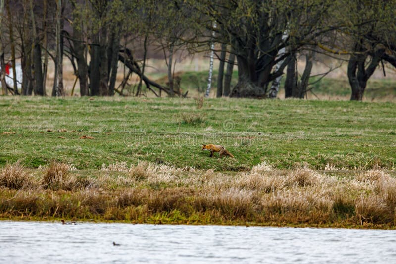 Red fox is hunting geese stock image. Image of duck - 215747405