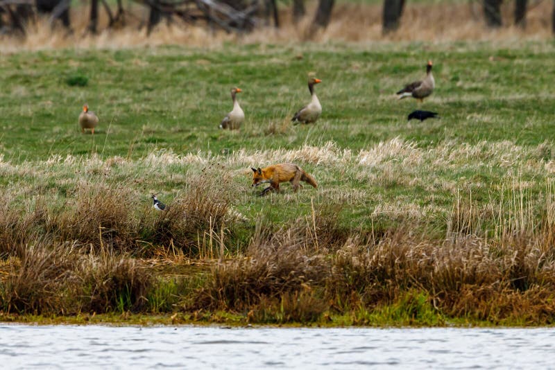 Red fox is hunting geese stock photo. Image of lake - 215747654