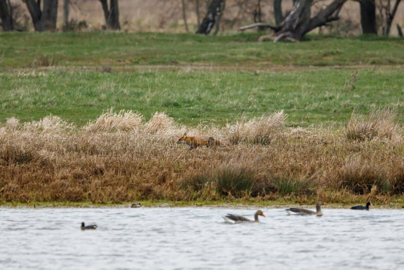 Red fox is hunting geese stock image. Image of hunting - 215748091